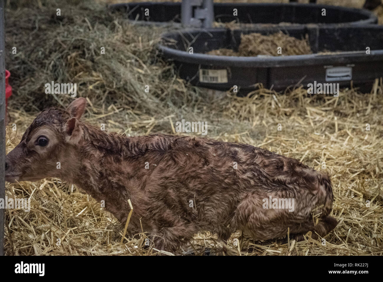 Pennsylvania farm show, Calving area featuring birth of newborn calf ...
