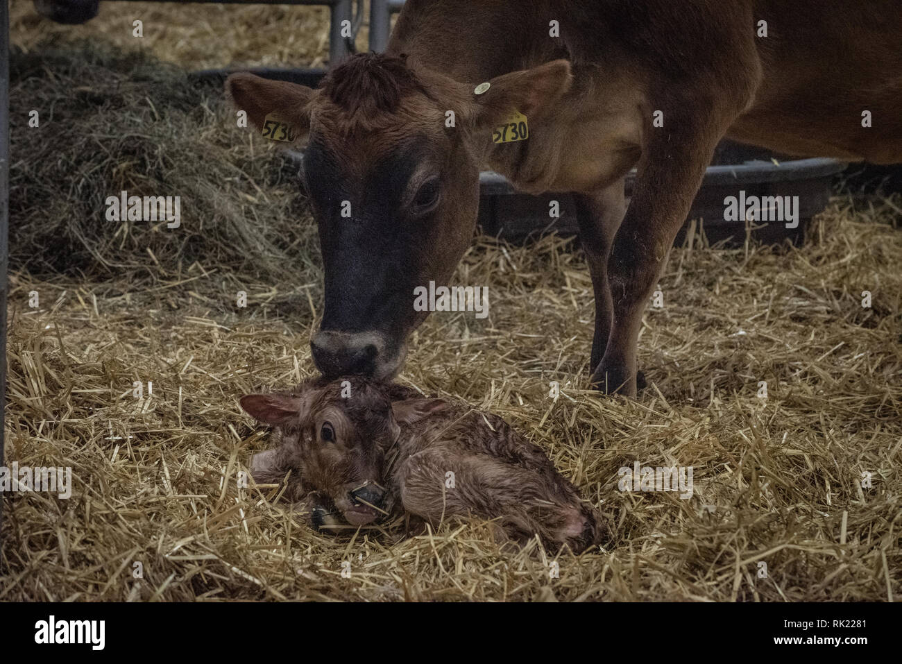 Pennsylvania farm show, Calving area featuring birth of newborn calf ...