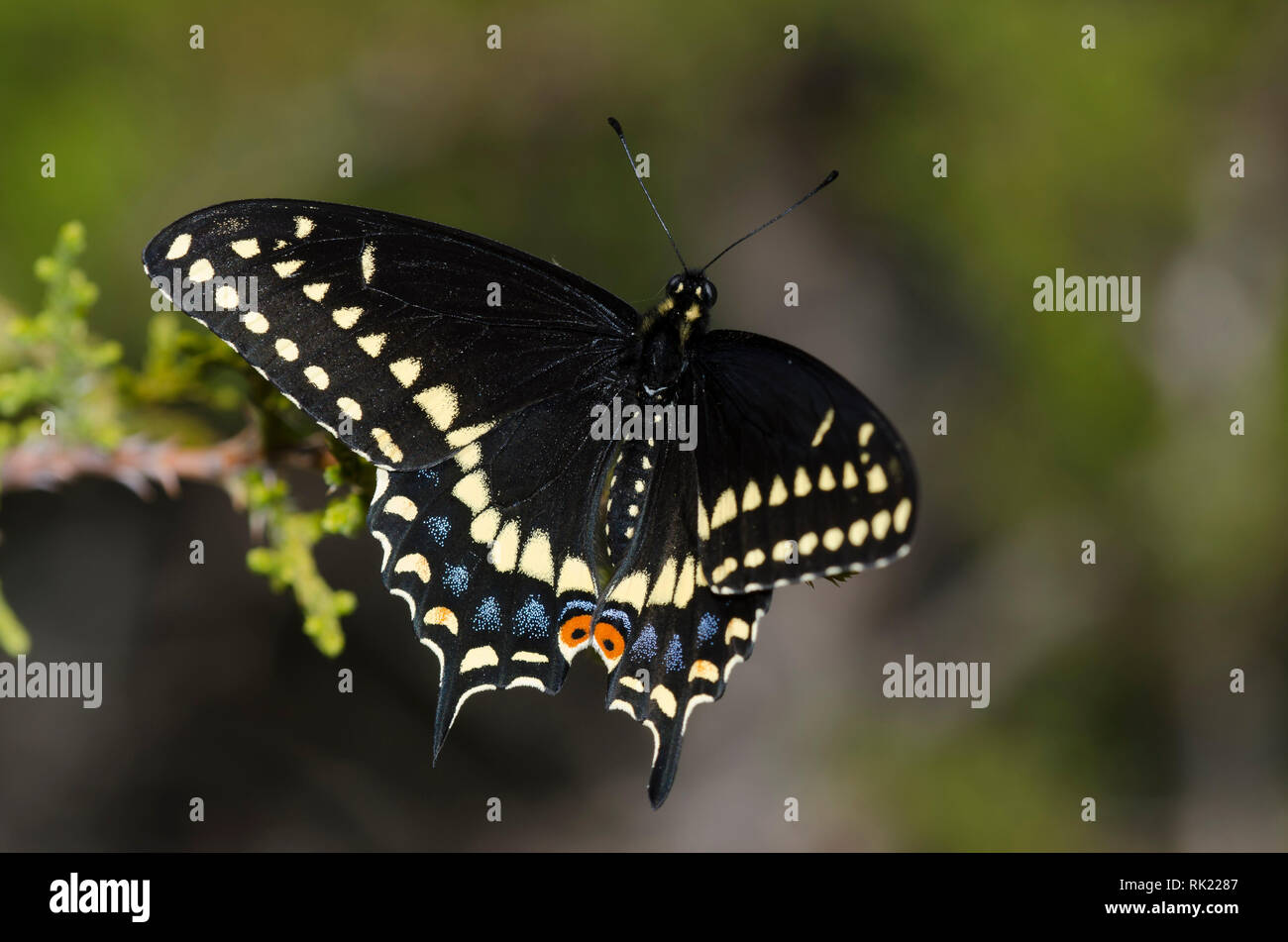 Male swallowtail hi-res stock photography and images - Alamy