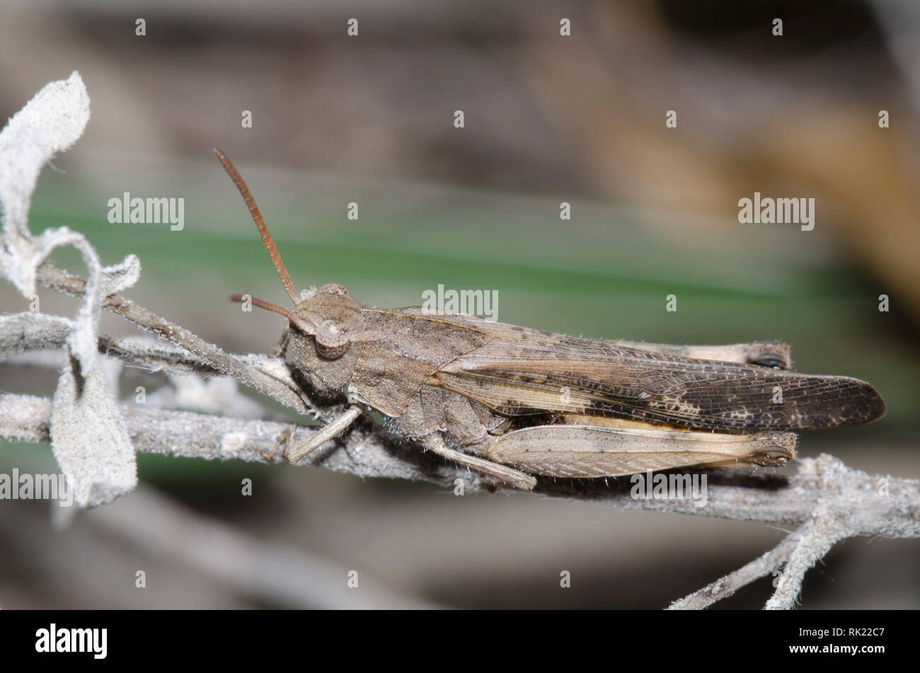 Green-striped Grasshopper, Chortophaga viridifasciata Stock Photo - Alamy
