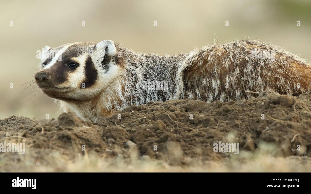 An American Badger resting atop a den in the Badlands Stock Photo - Alamy