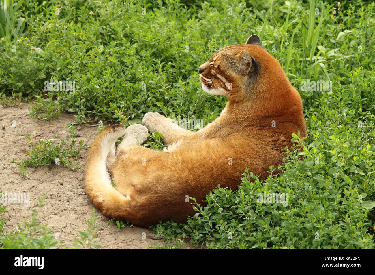 Golden cat hi-res stock photography and images - Alamy