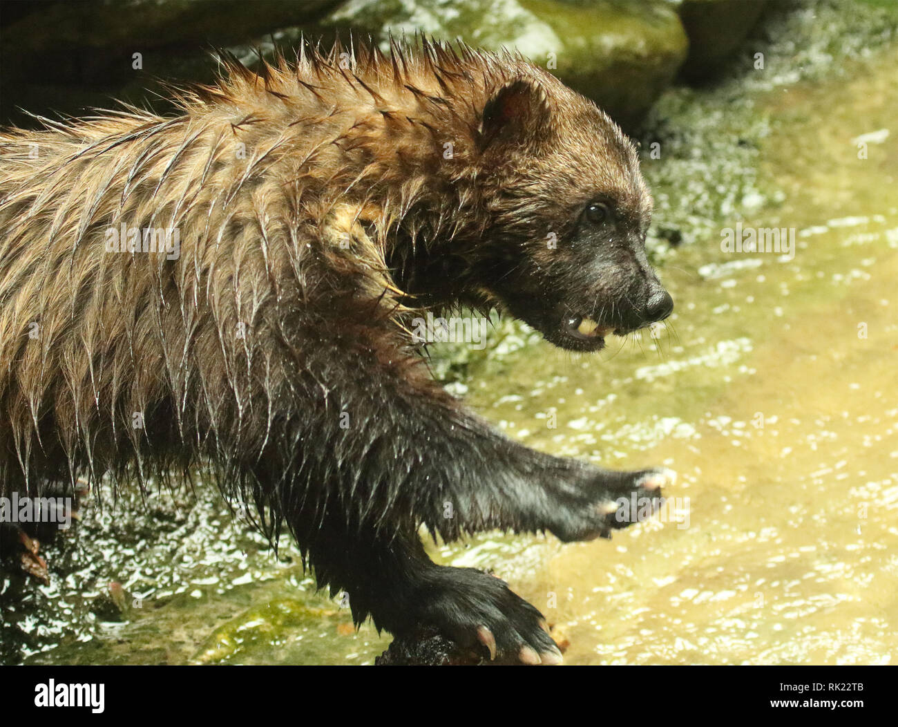 A Wolverine lunging to attack another Wolverine Stock Photo - Alamy