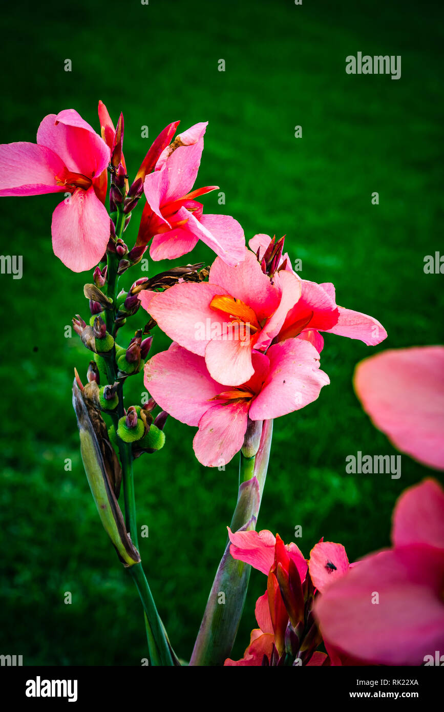 Landscape garden delights Stock Photo - Alamy