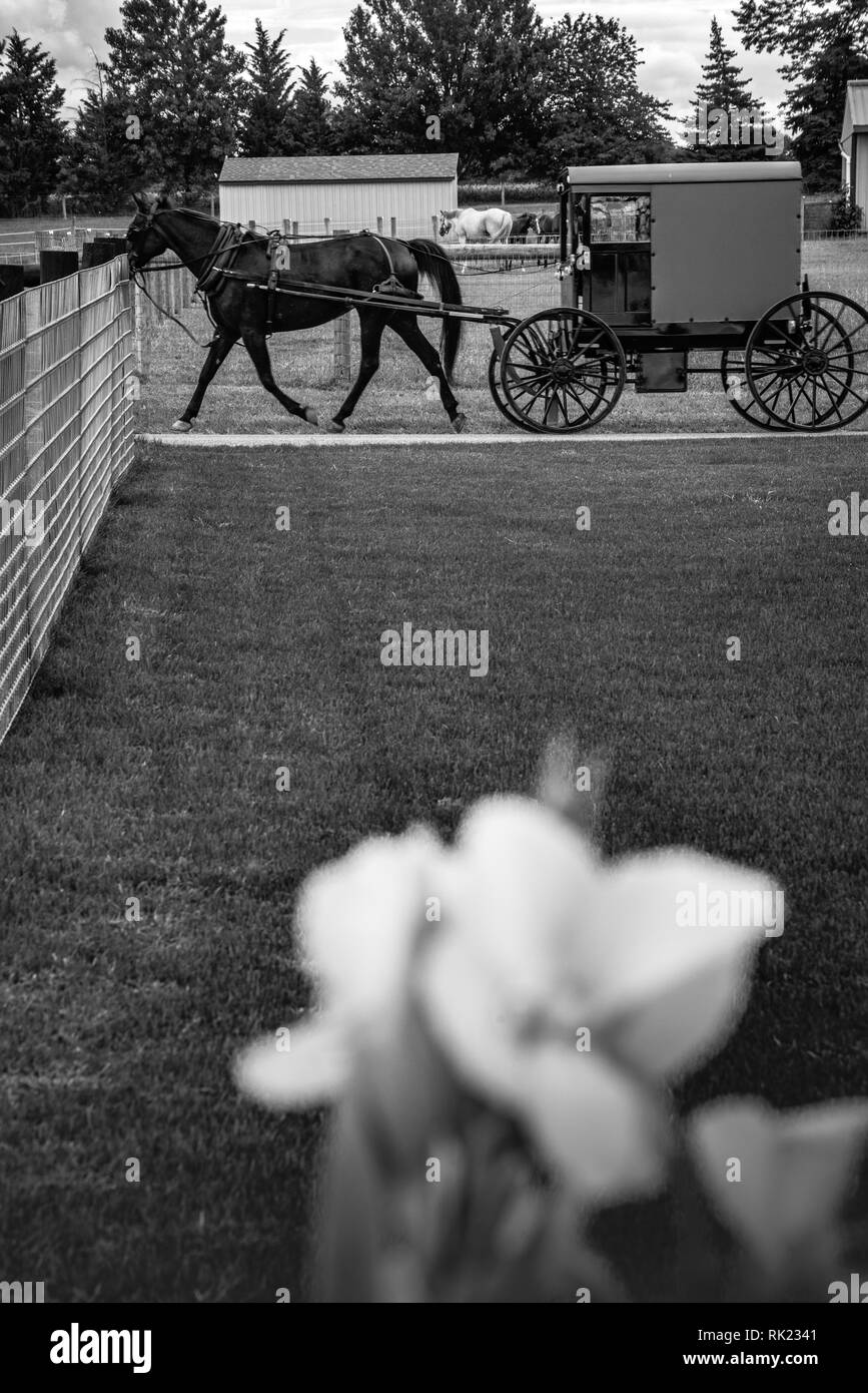 Buggy vintage Black and White Stock Photos & Images - Alamy
