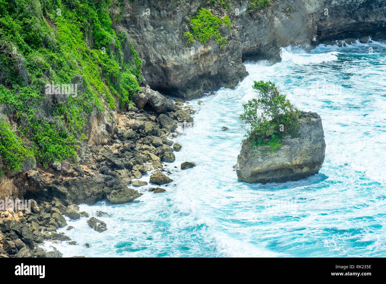 A tree growing on a fallen limestone rock in the sea at the base of ...