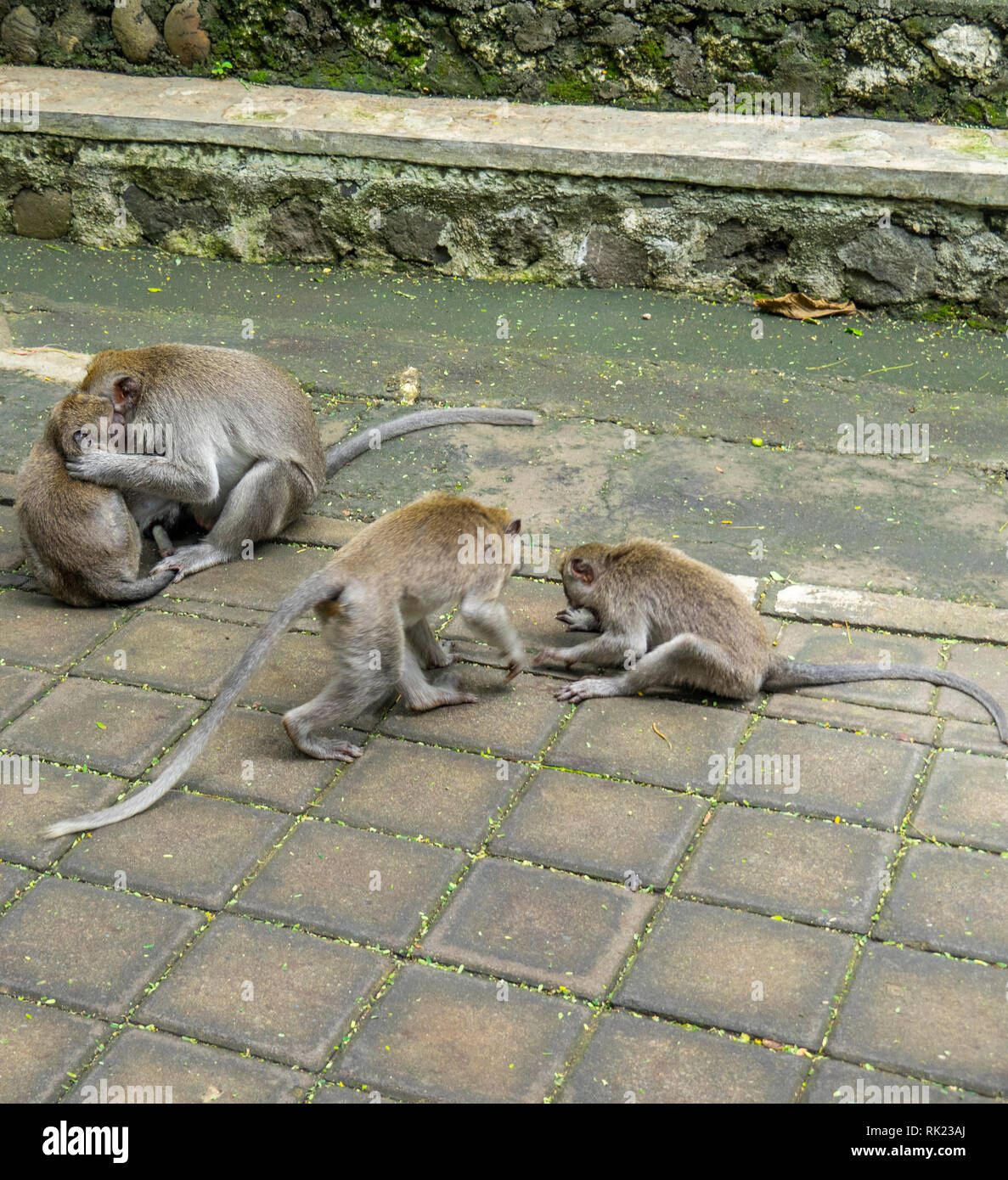 Asian macaque hi-res stock photography and images - Alamy