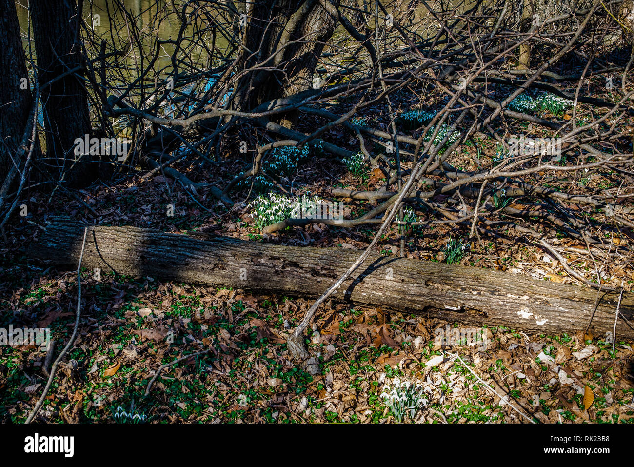 Natures beauty, stream walk area Stock Photo - Alamy