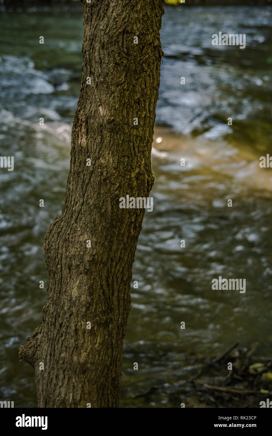 Nature stream walkway Stock Photo - Alamy