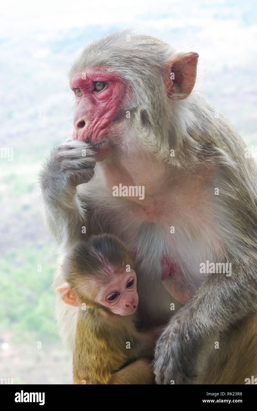 Monkey nursing mother with baby. Monkey family Stock Photo - Alamy