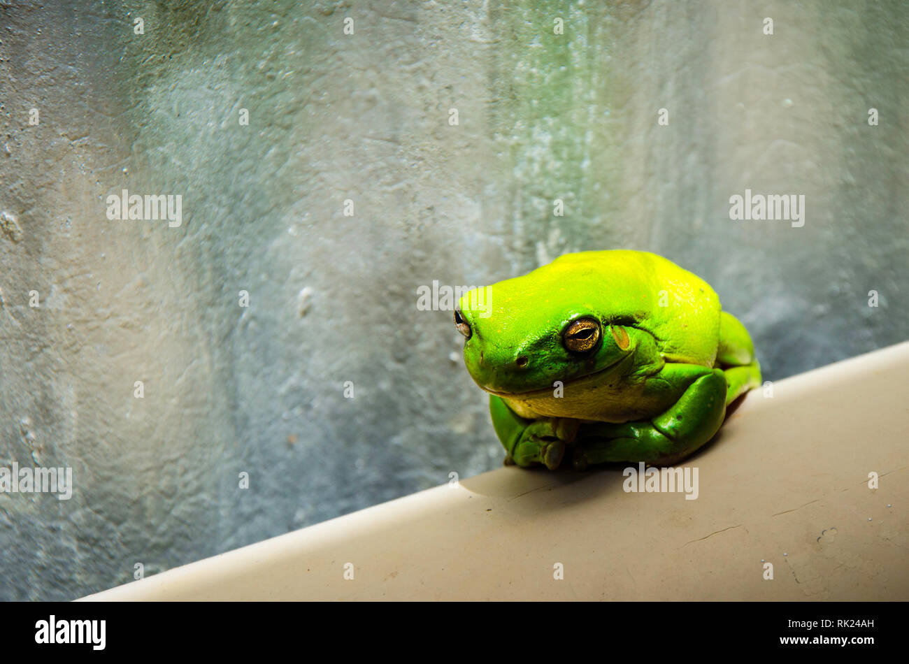 Frog in the wild australia hi-res stock photography and images - Alamy
