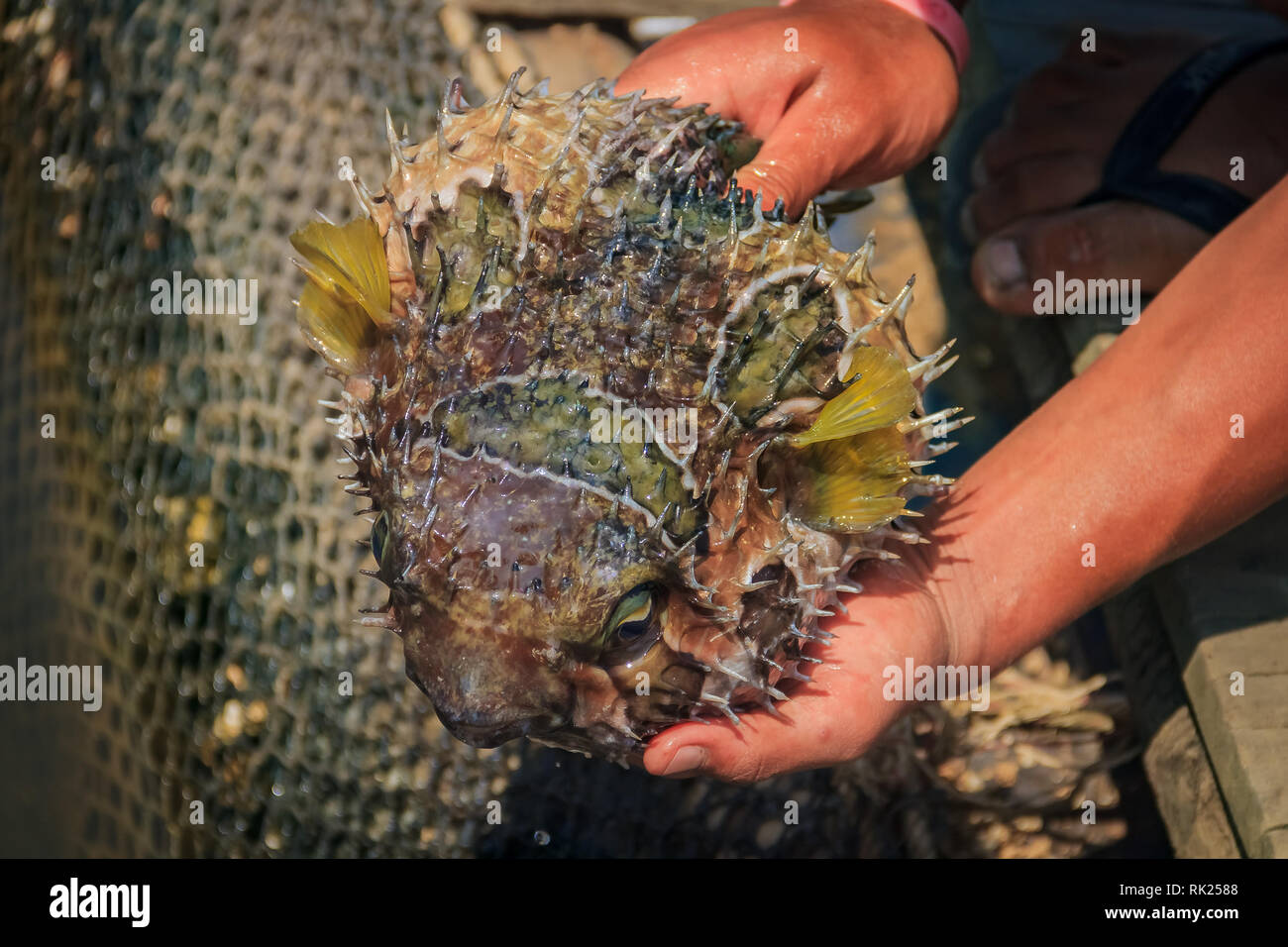 Fish farm worker holding an inflated spiky puffer fish in his hand and ...