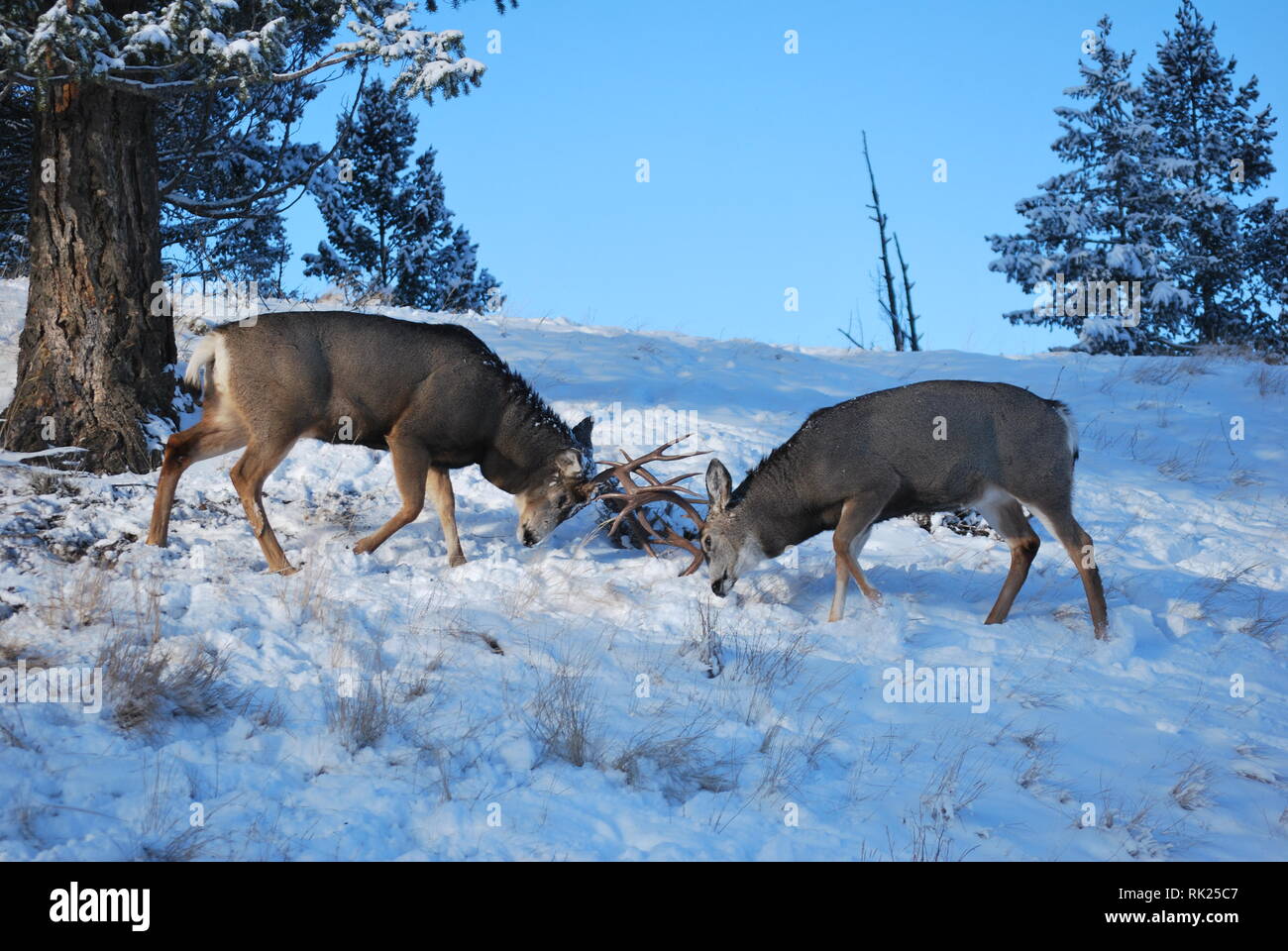 Two white-tailed bucks with antlers locked, fighting for position Stock ...
