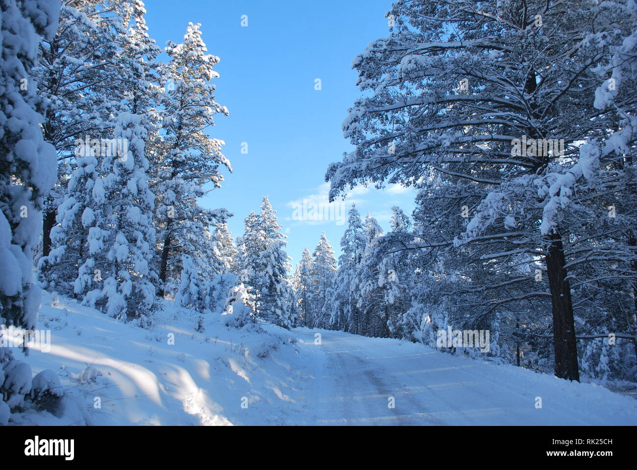 Secondary trees hi-res stock photography and images - Alamy