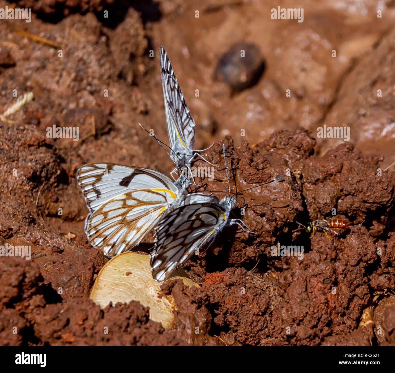 Butterflies on mud hi-res stock photography and images - Alamy