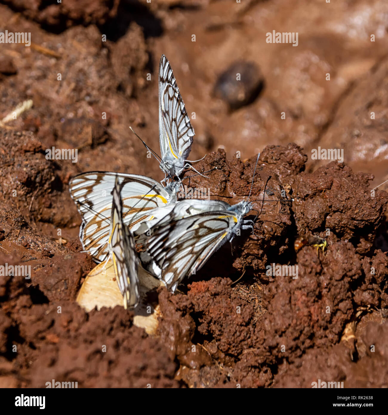 Butterflies on mud hi-res stock photography and images - Alamy