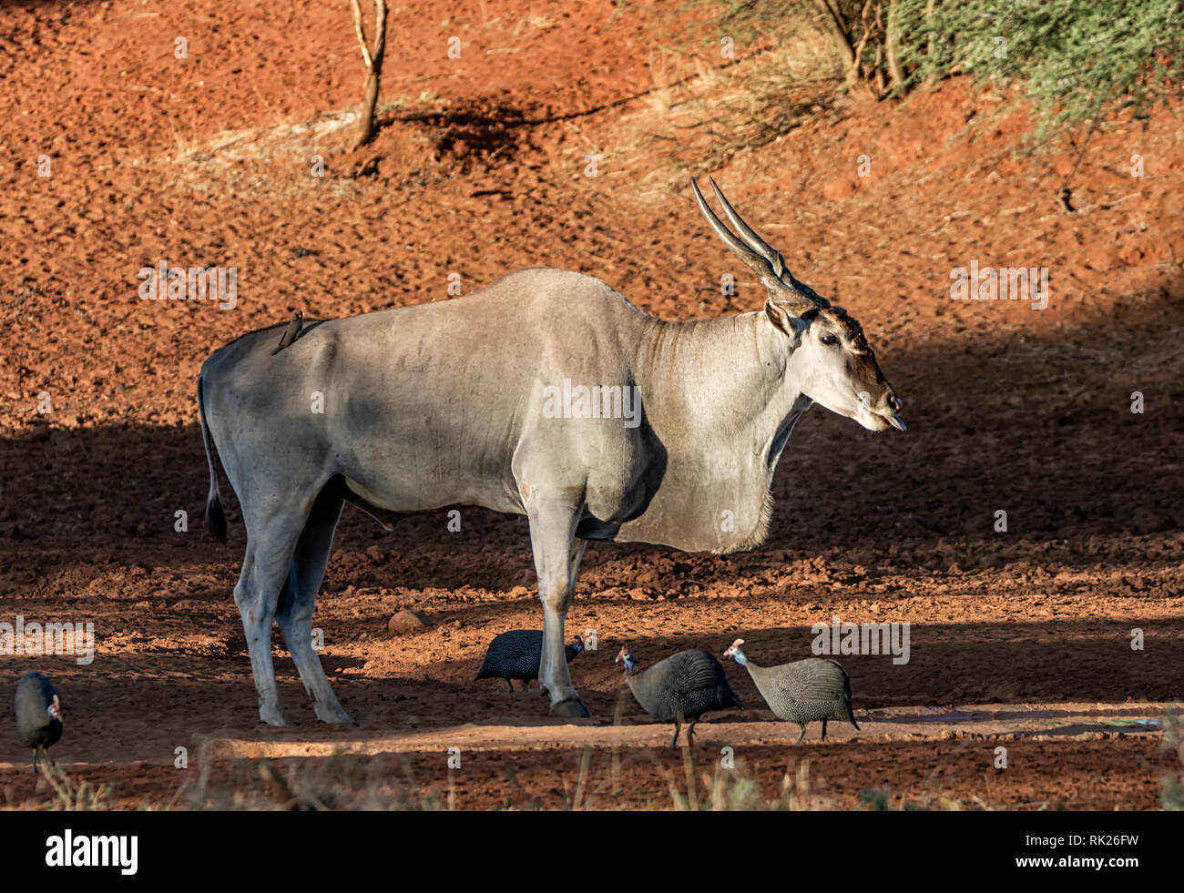 An Eland bull in Southern African savanna Stock Photo - Alamy