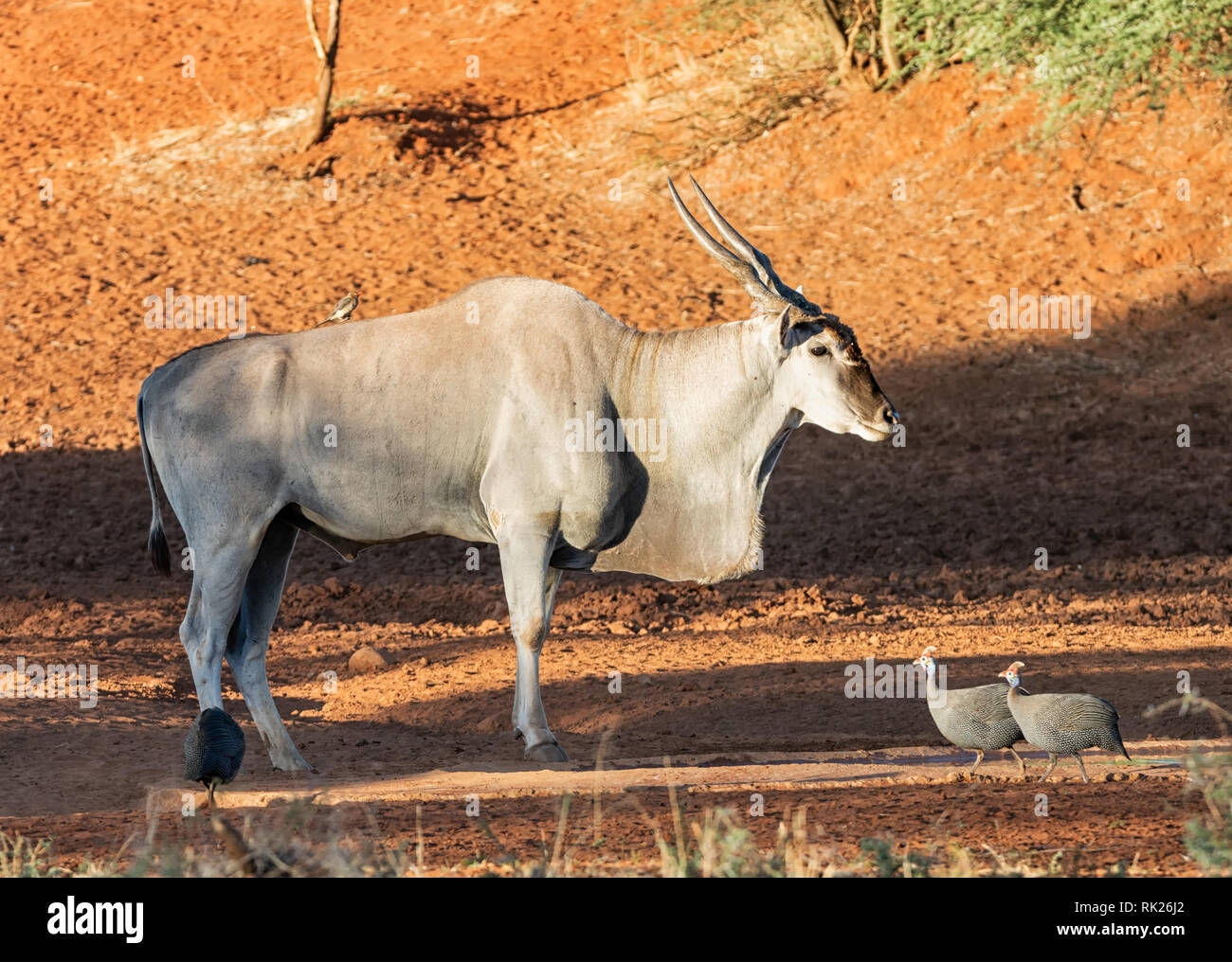 An Eland bull in Southern African savanna Stock Photo - Alamy
