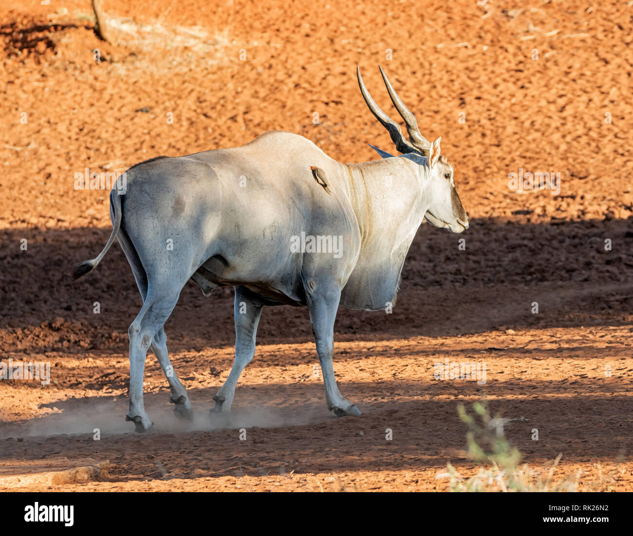 An Eland bull in Southern African savanna Stock Photo - Alamy