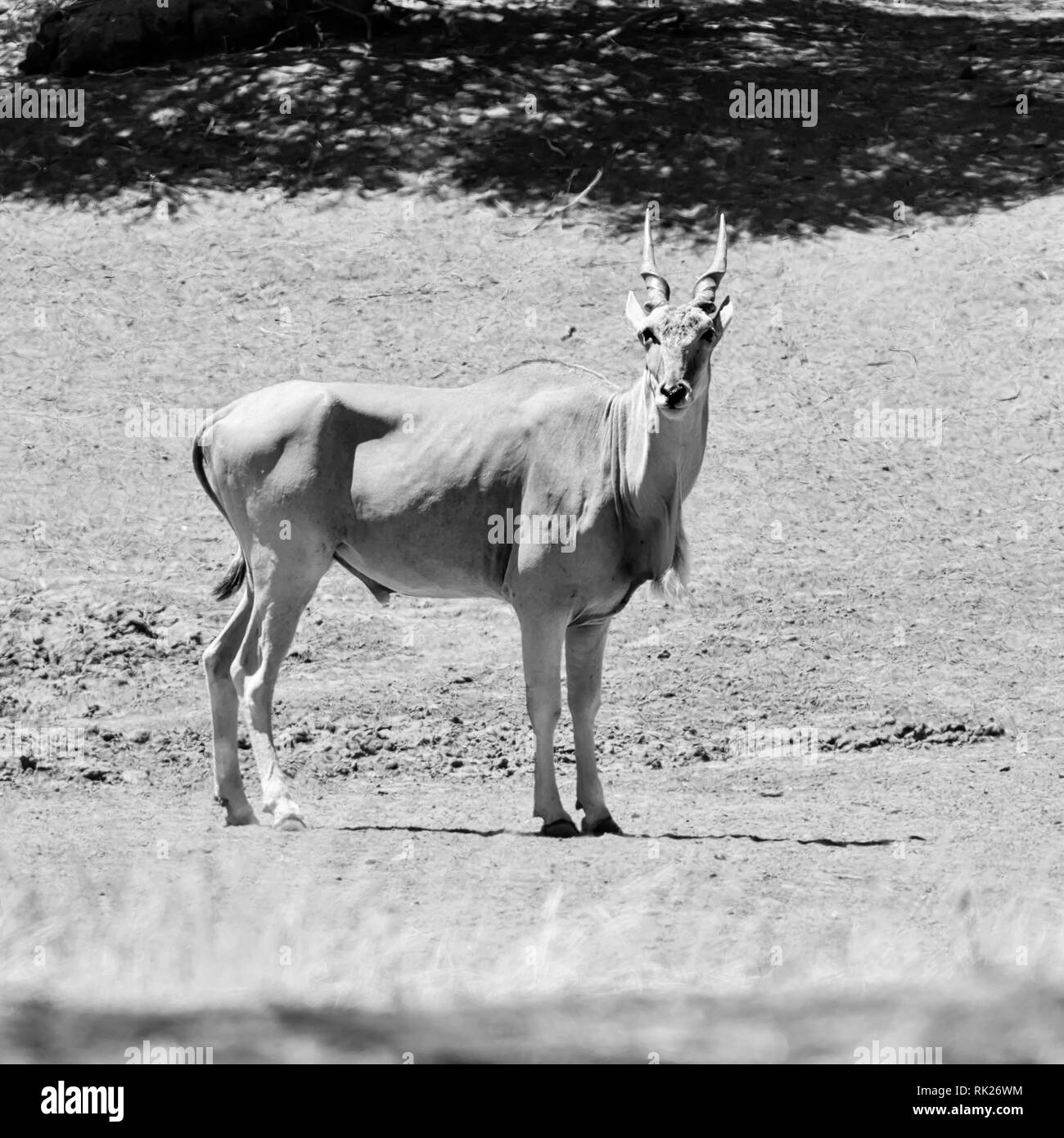 Cape eland Black and White Stock Photos & Images - Alamy