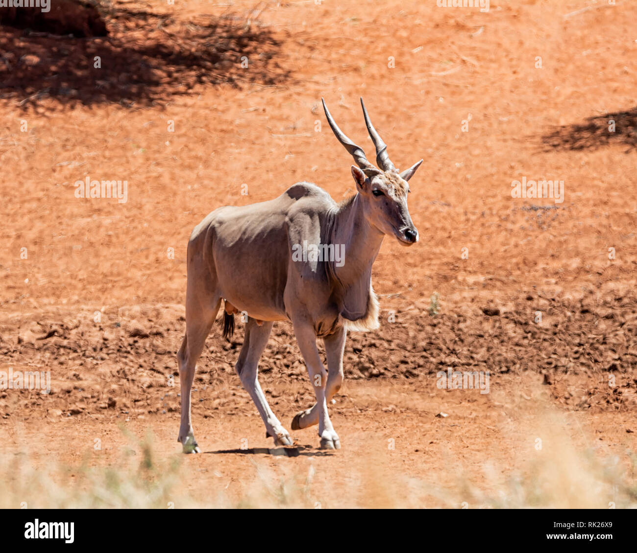 An Eland bull in Southern African savanna Stock Photo - Alamy