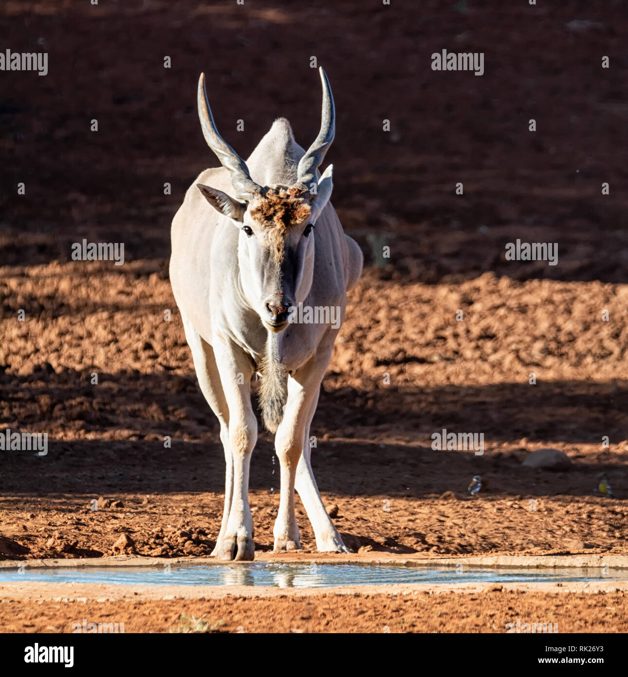 An Eland bull in Southern African savanna Stock Photo - Alamy