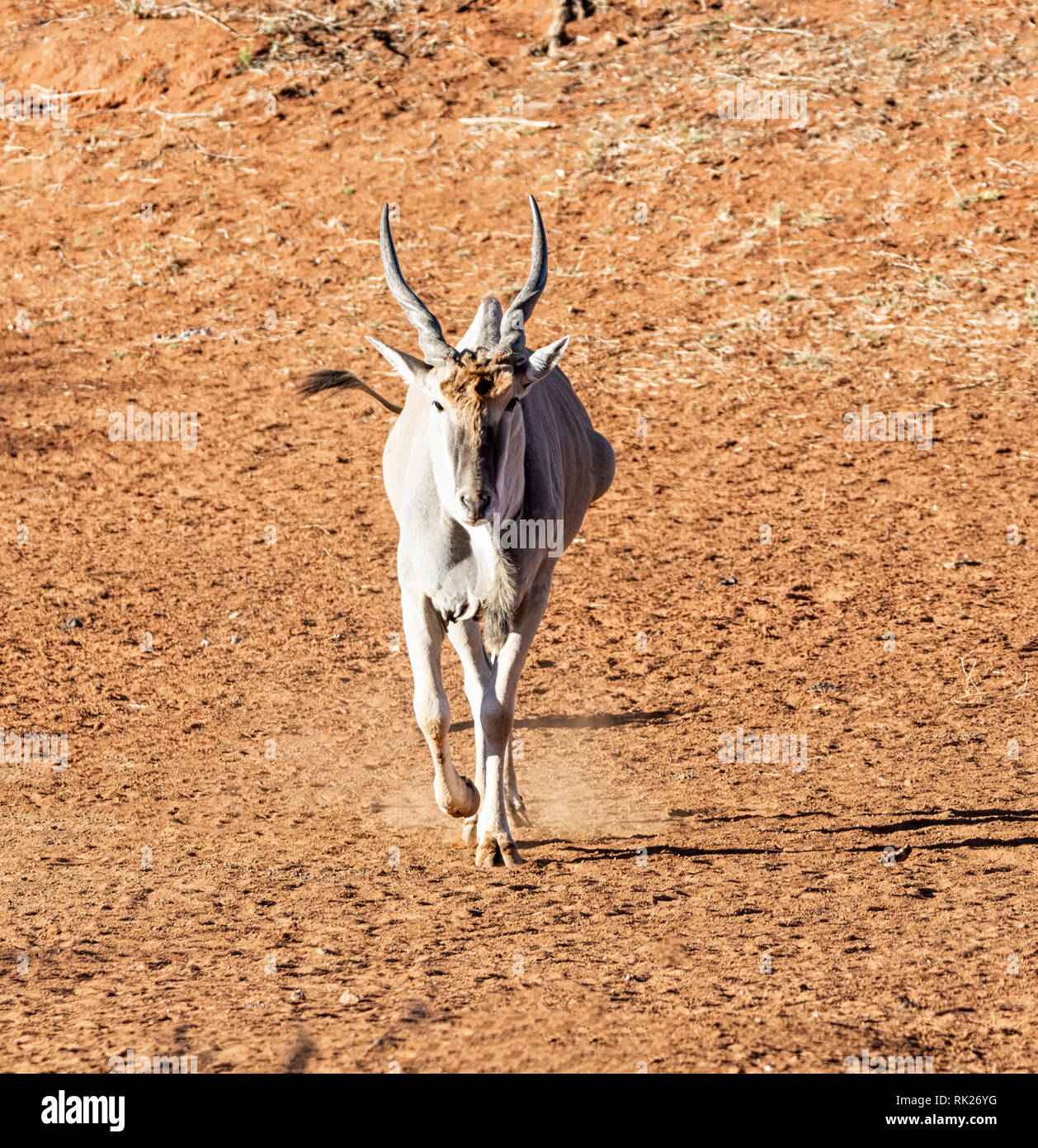 An Eland bull in Southern African savanna Stock Photo - Alamy