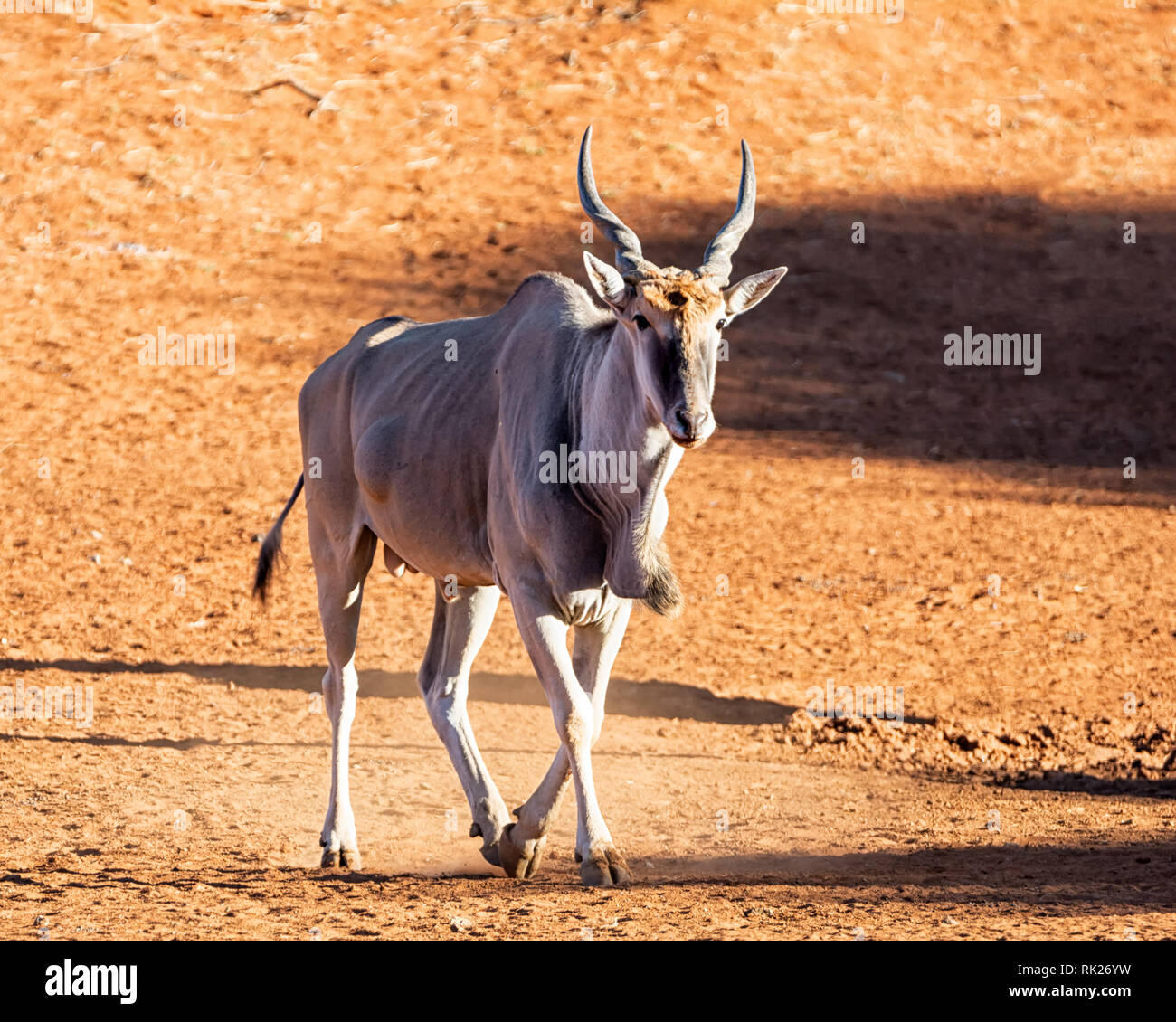 An Eland bull in Southern African savanna Stock Photo - Alamy