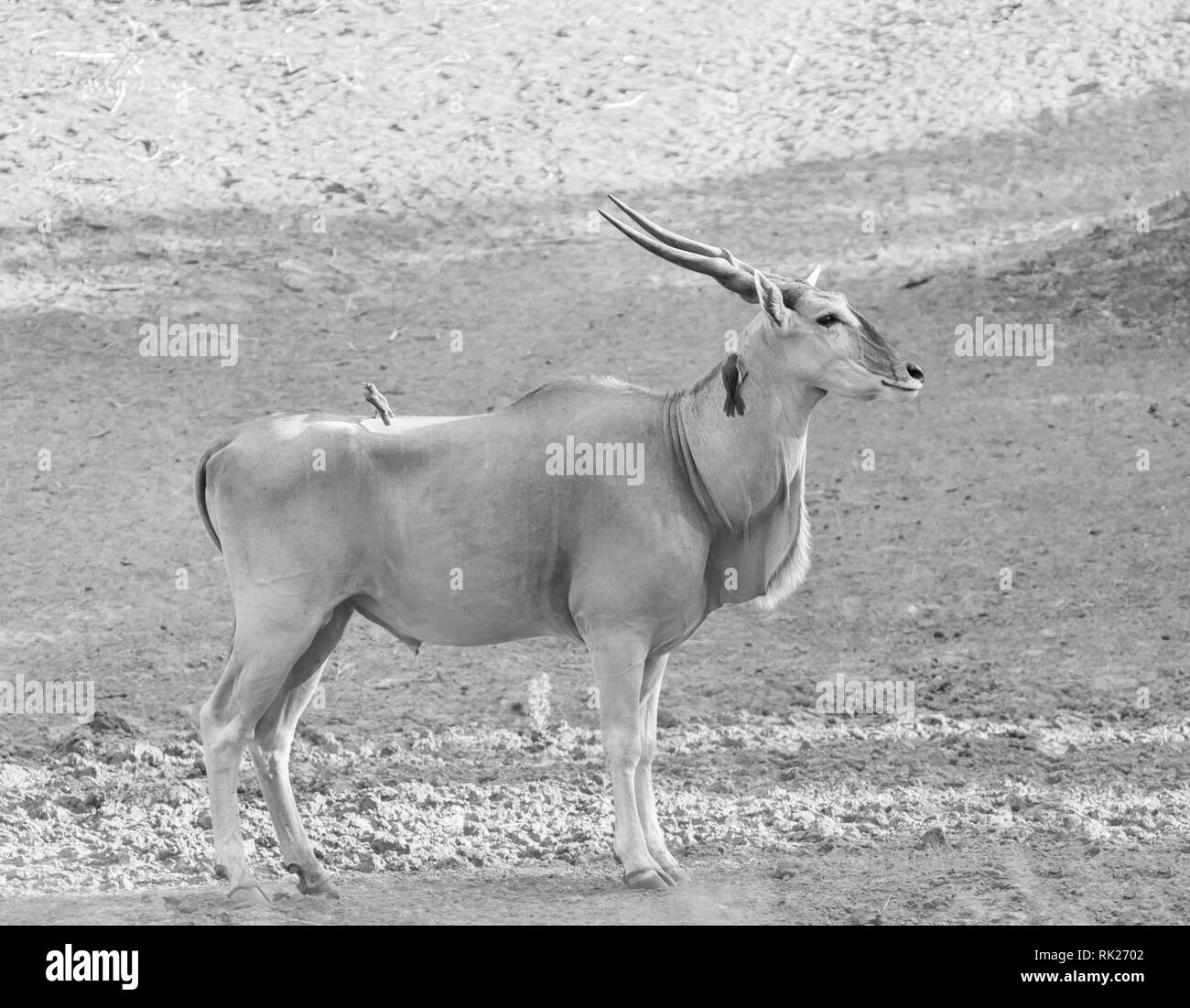 Cape eland Black and White Stock Photos & Images - Alamy