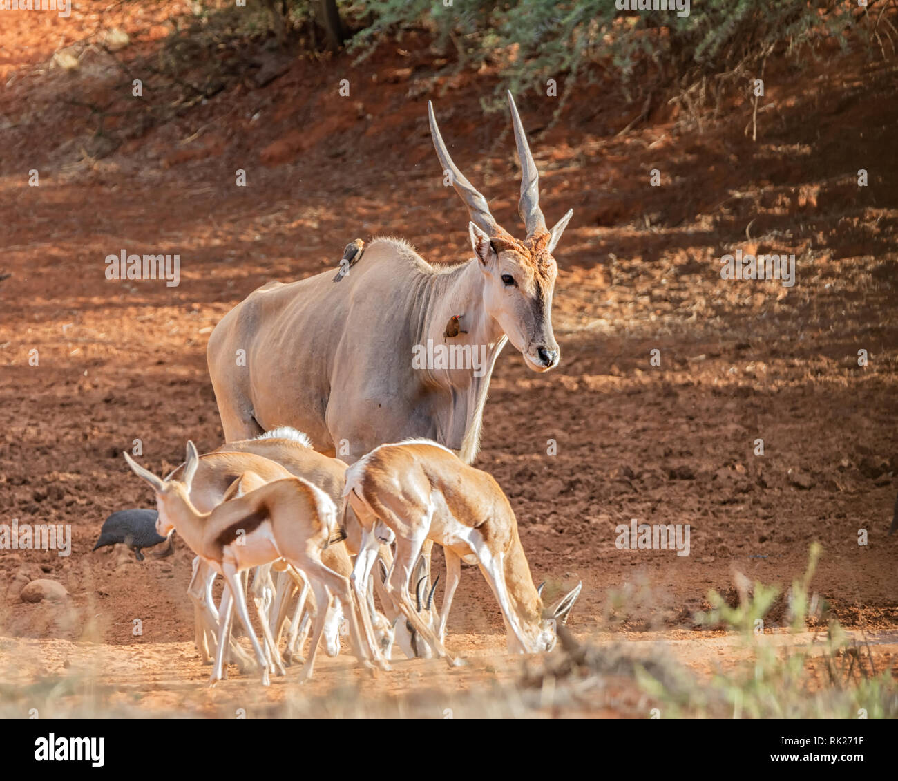 An Eland bull in Southern African savanna Stock Photo - Alamy