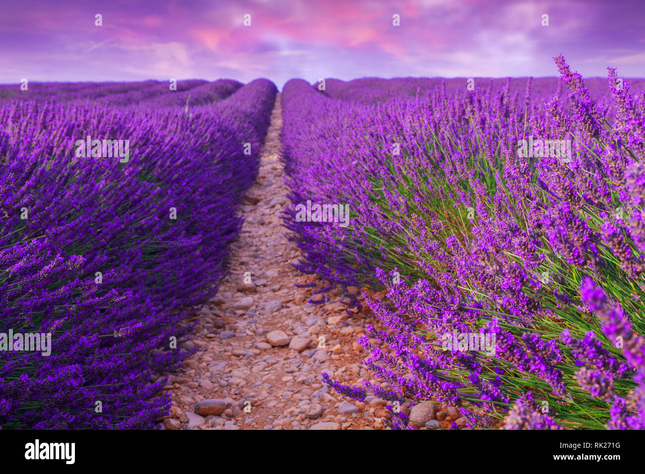 Violet lavender bushes.Beautiful colors purple lavender fields near Valensole, Provence in ...
