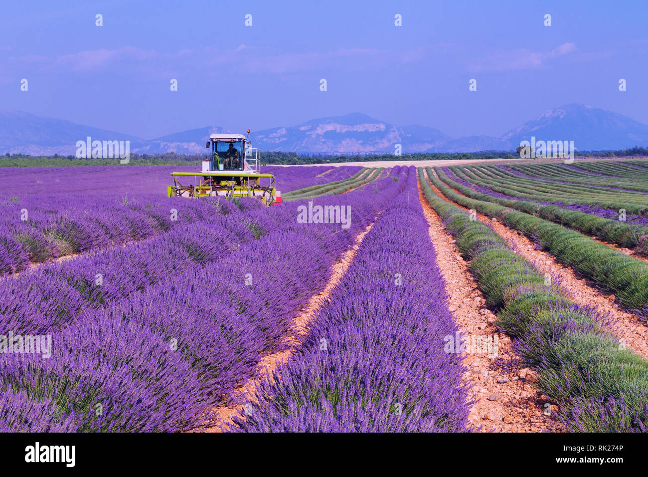 Violet lavender bushes harvesting .Beautiful colors purple lavender fields near Valensole ...
