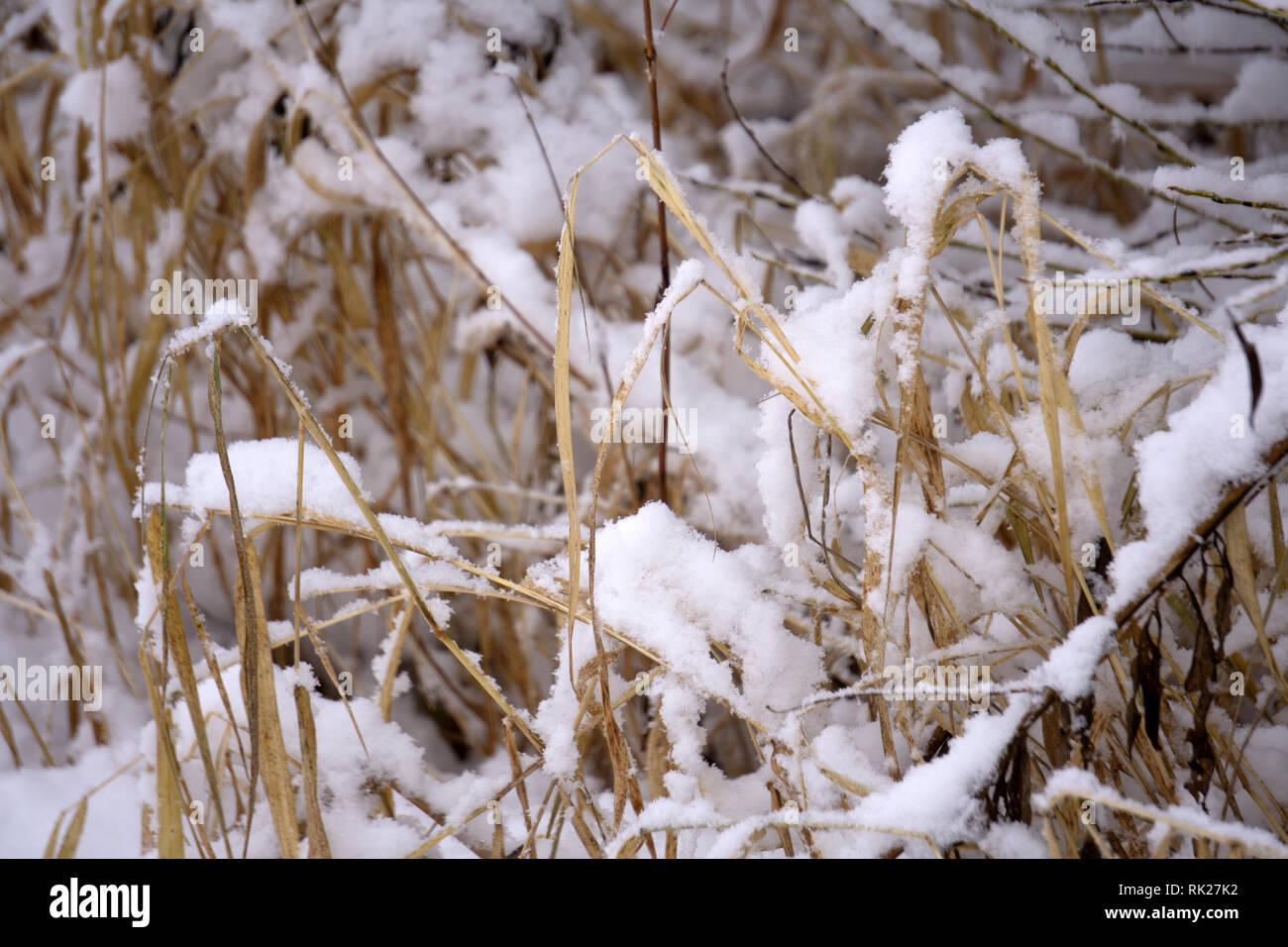 Dry blades of grass on snow blur forest background Stock Photo - Alamy