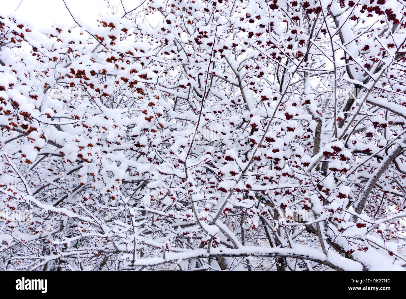 Holly bushes snow hi-res stock photography and images - Alamy