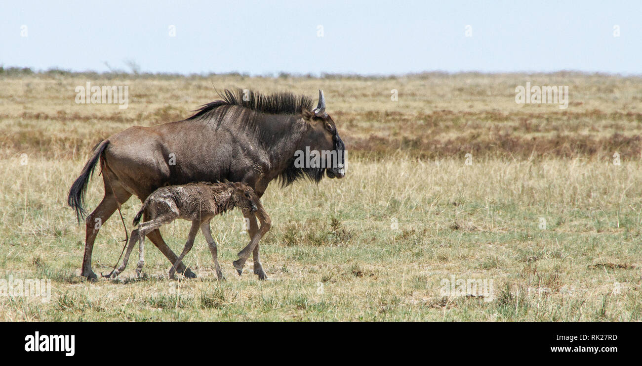 Afterbirth hi-res stock photography and images - Alamy