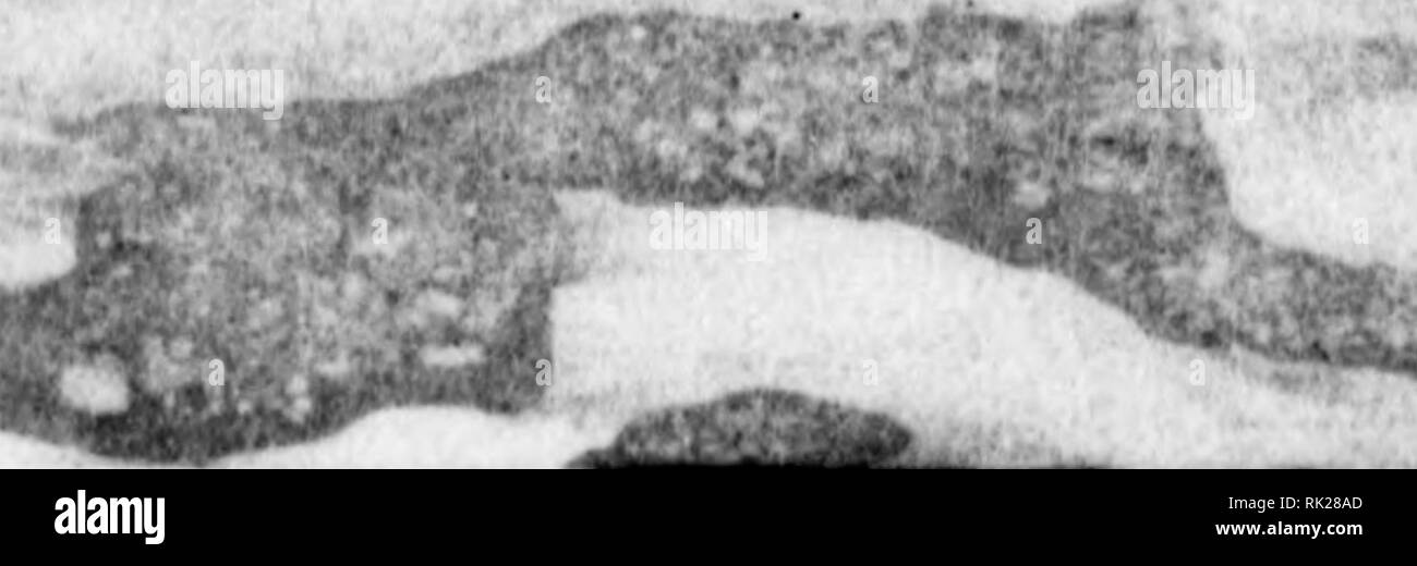 Vw erbe hi-res stock photography and images - Alamy