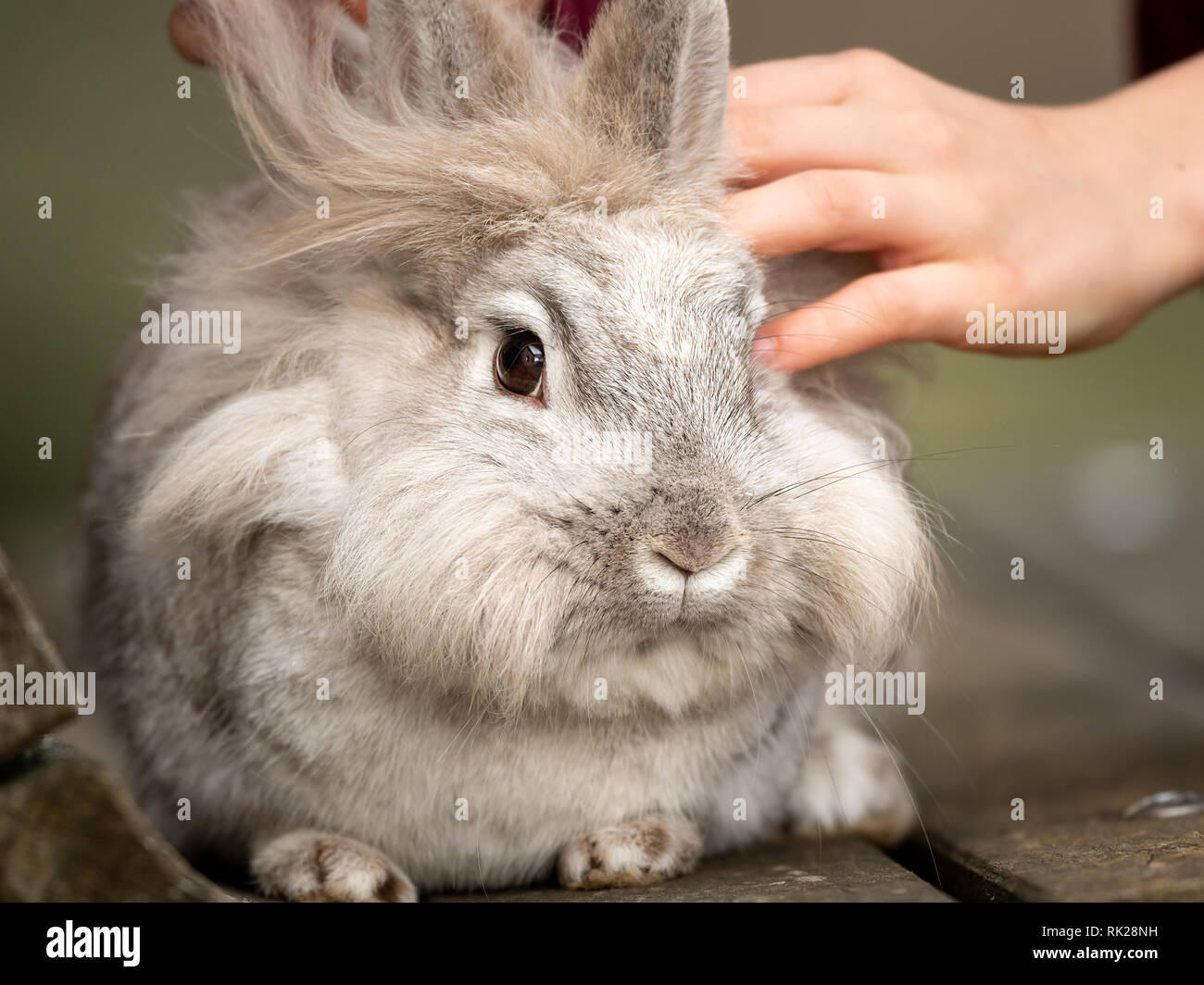 Hand of a child caressing a white rabbit in sunlight Stock Photo - Alamy