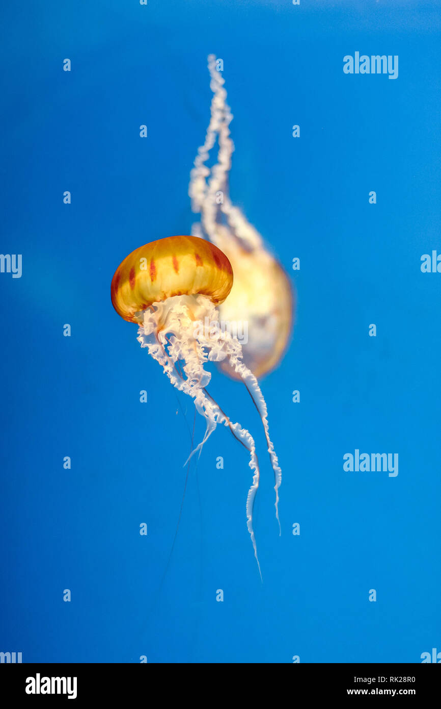two jelly fish in water Stock Photo - Alamy