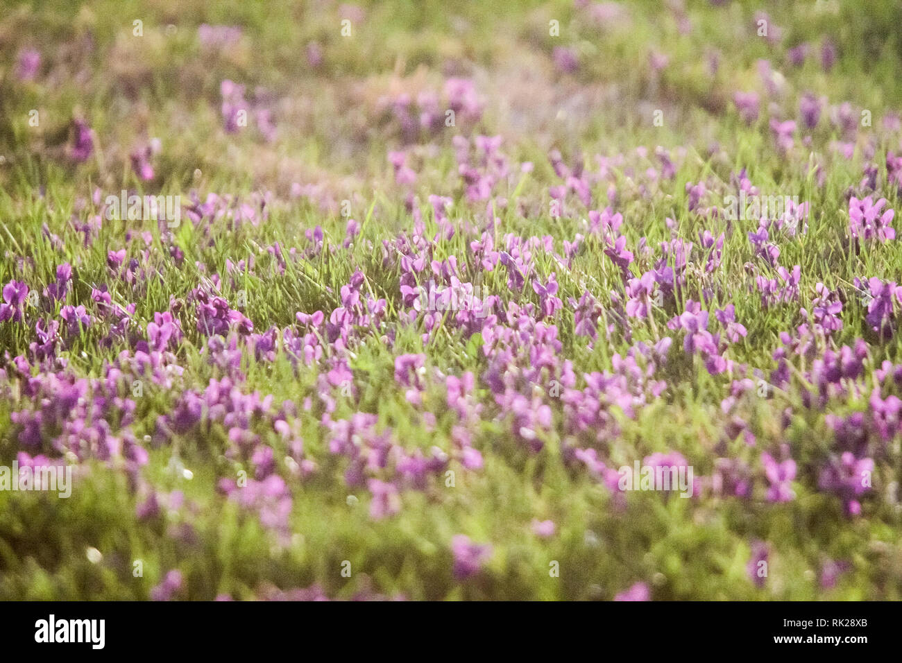 Soft purple flowers hi-res stock photography and images - Alamy