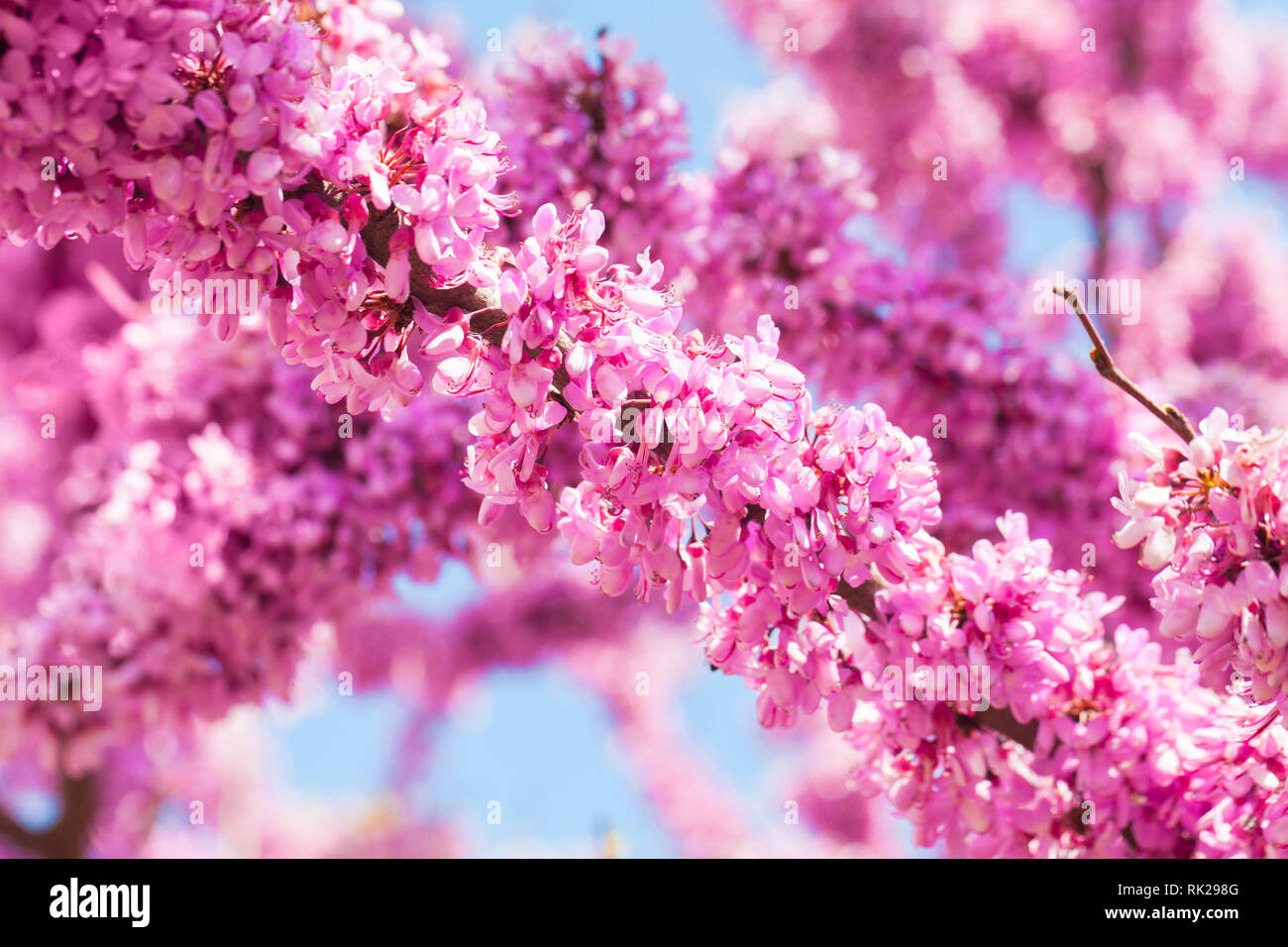 Pink Cercis siliquastrum flowers on a mature branch over blue sky ...