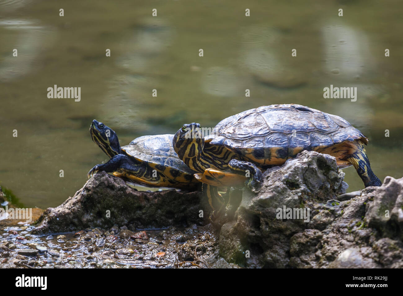 Turtles in Milans Sempione Park, animals, fauna Stock Photo - Alamy