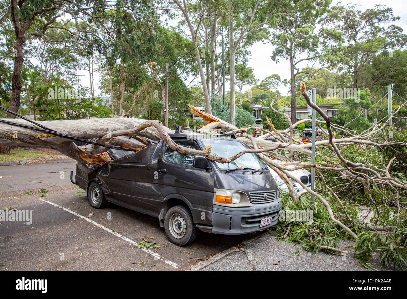 Collapsed tree hi-res stock photography and images - Alamy