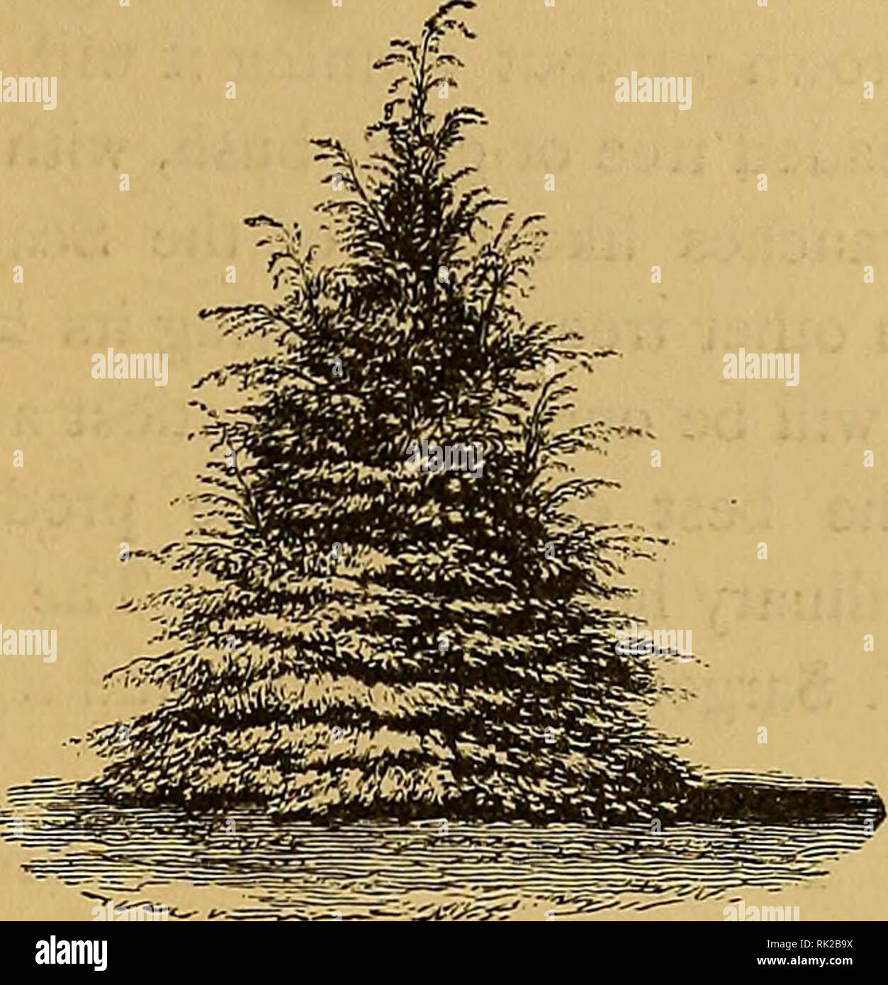 Virginia creeper root hi-res stock photography and images - Alamy