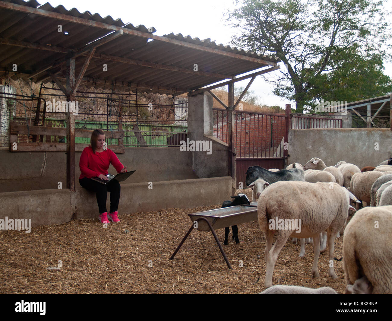Working sheep cattle farm hi-res stock photography and images - Alamy