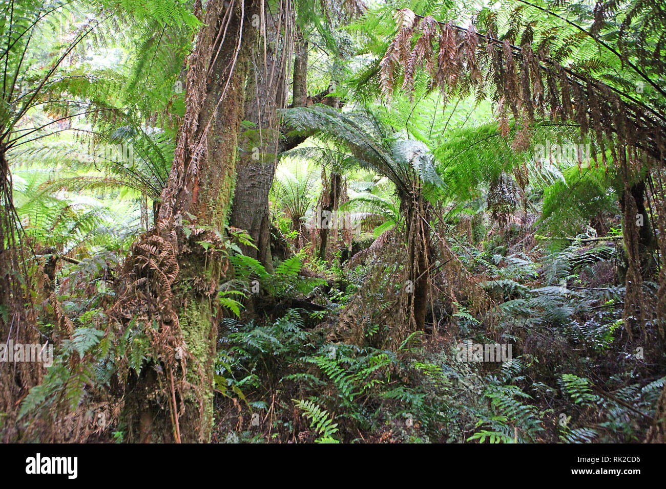 Visit Australia. Foliage, forests and pathways in some of Australia's ...
