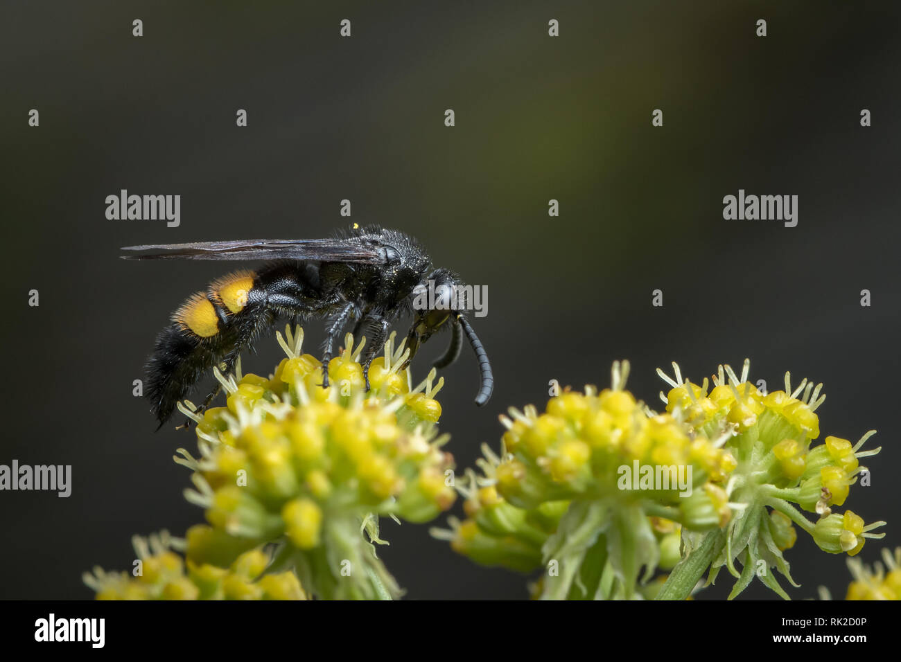 Scolia hirta (Hymenoptera, Scoliidae) sitting on a yellow flower ...