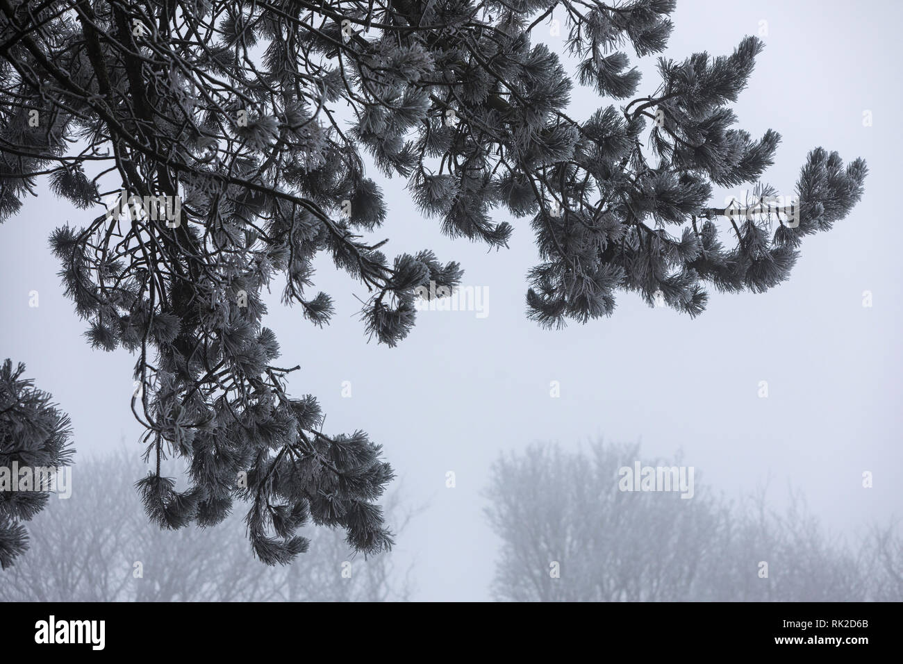 A frost-covered pine tree on a cold, misty winter's day Stock Photo - Alamy
