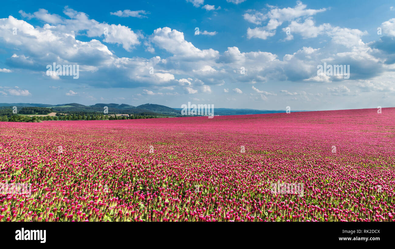 Clover for fodder hi-res stock photography and images - Alamy