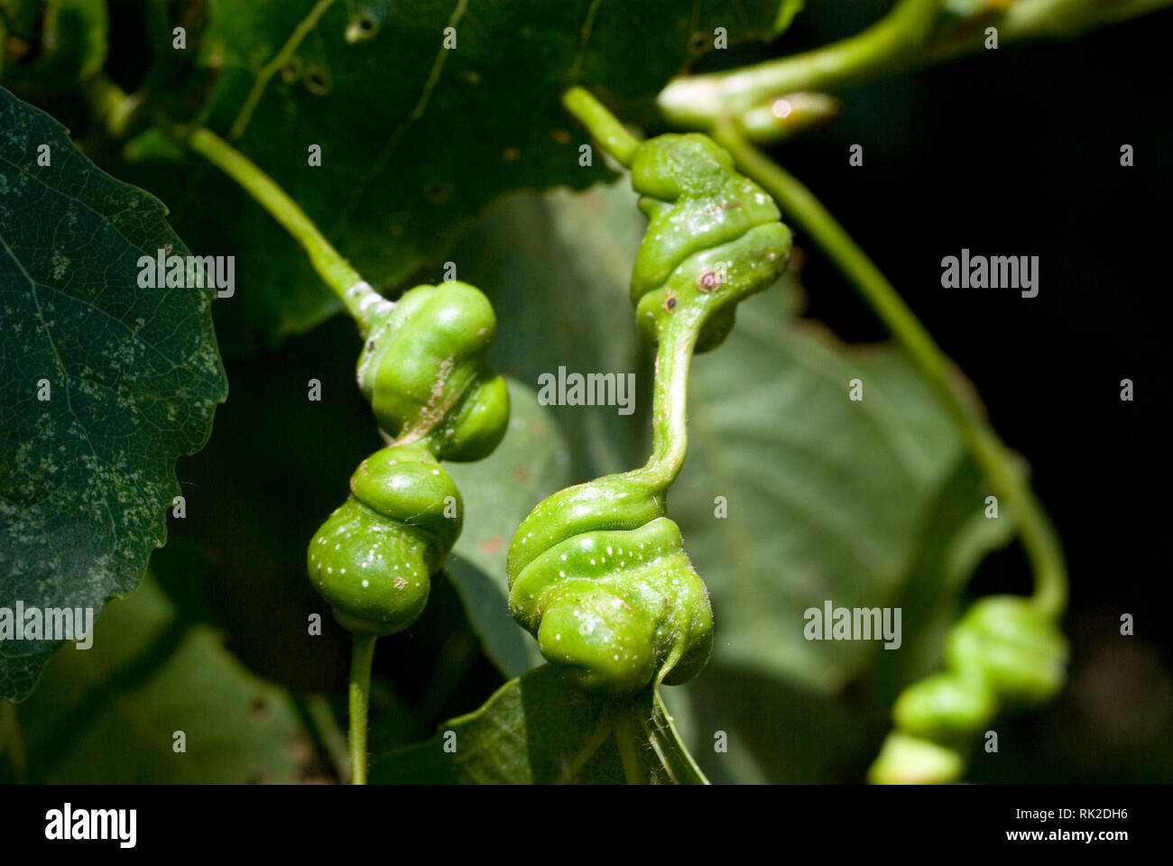 Poplar Spiral Gall Stock Photo - Alamy