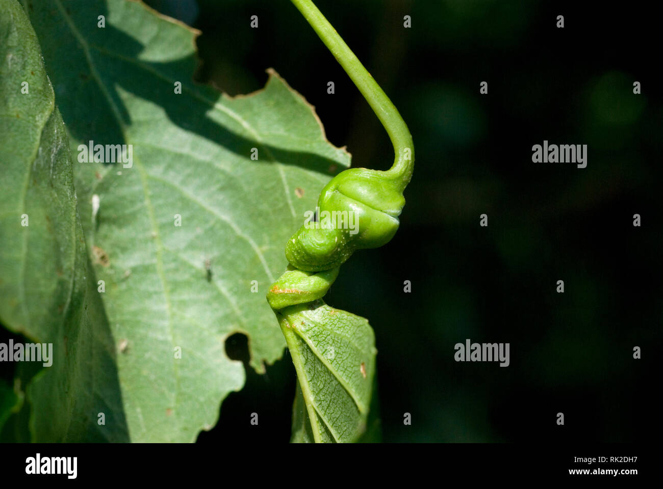 Insect spiral hi-res stock photography and images - Alamy